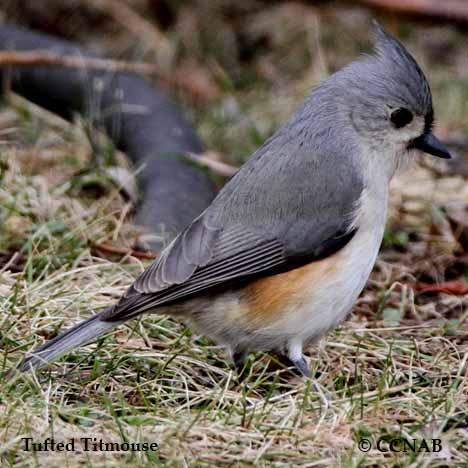 Tufted Titmouse - North American Birds - Birds of North America