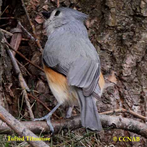 Tufted Titmouse - North American Birds - Birds of North America