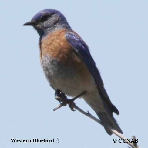 Western Bluebird (Sialia mexicana) - North American Birds - Birds of ...