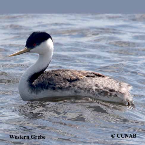 Western Grebe (Aechmophorus occidentalis) - North American Birds ...