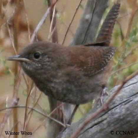 Winter Wren (Troglodytes hiemalis) - North American Birds - Birds of ...