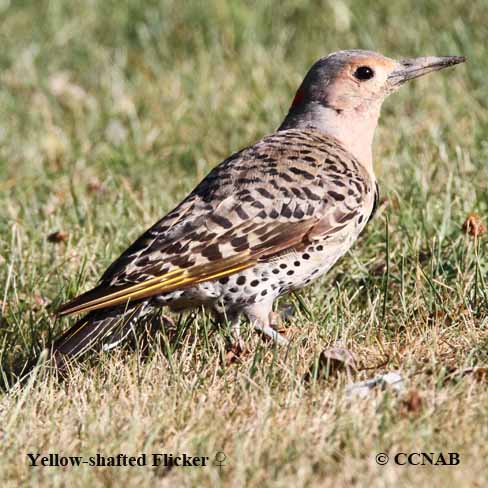 Yellow-shafted Flicker (Colaptes auratus) - North American Birds ...