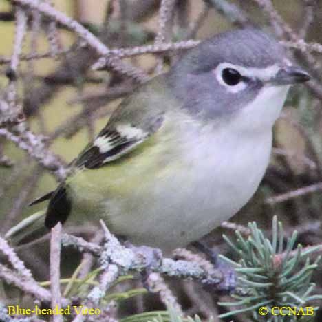 Blue-headed Vireo - North American Birds - Birds of North America