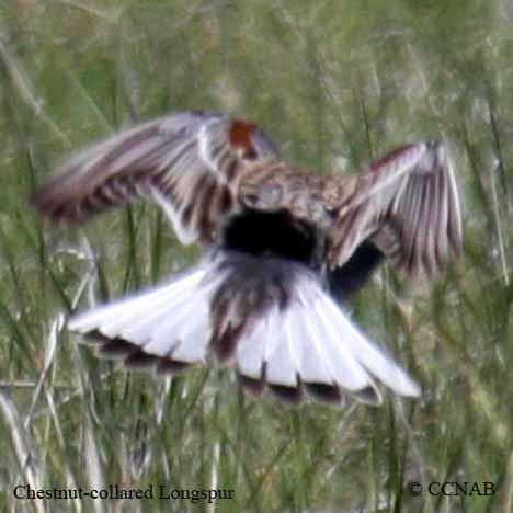 Chestnut-collared Longspur - North American Birds - Birds of North America