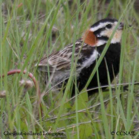 Longspurs (Calcariidae) - North American Longspurs - Birds of North America