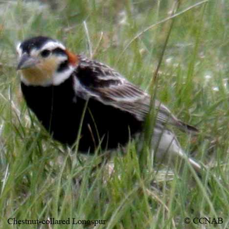 Chestnut-collared Longspur - North American Birds - Birds of North America