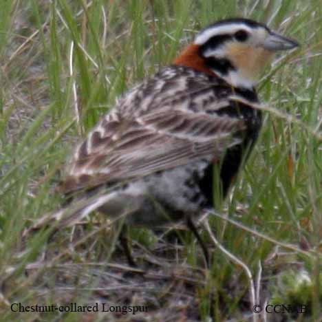 Chestnut-collared Longspur - North American Birds - Birds of North America