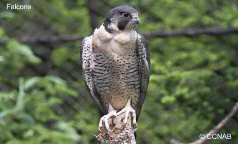 Falcons (Falconidae) - North American Falcons - Birds of North America