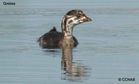 Grebes (Podicipedidae) - North American Birds - Birds of North America