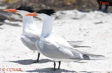 Seabirds - North American Birds - Birds of North America