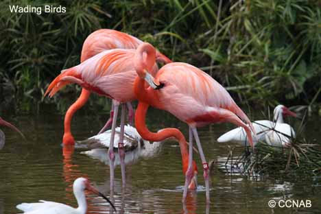 Wading Birds - Waders - North American Birds - Birds of North America