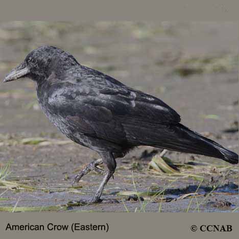 American Crow (Eastern) (Corvus brachyrhynchos brachyrhynchos) - AMCR