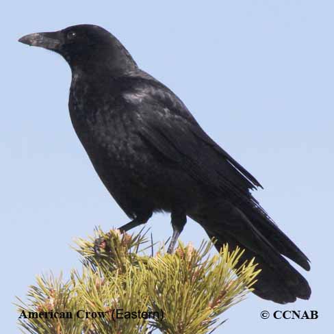American Crow Range Map (Corvus brachyrhynchos)