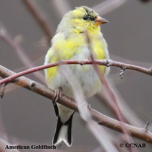 Goldfinches - North American Birds - Birds of North America