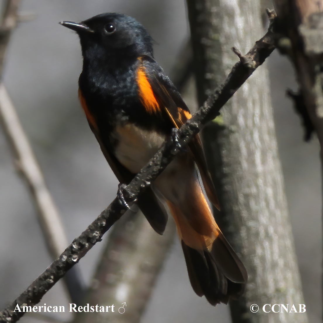 Redstarts - North American Birds - Birds of North America