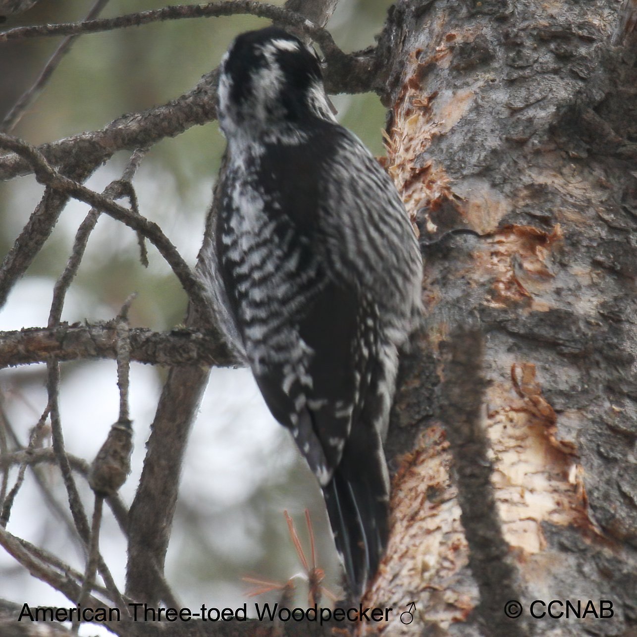 American Three-toed Woodpecker (Picoides dorsalis) - ATTW