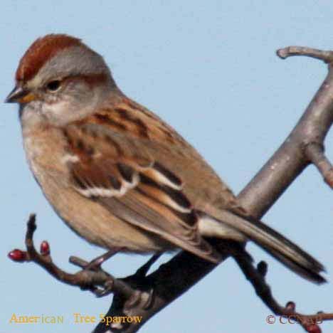 American Tree Sparrow Range Map (Spizelloides arborea) - North American ...