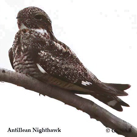 Antillean Nighthawk Range Map (Chordeiles gundlachii)