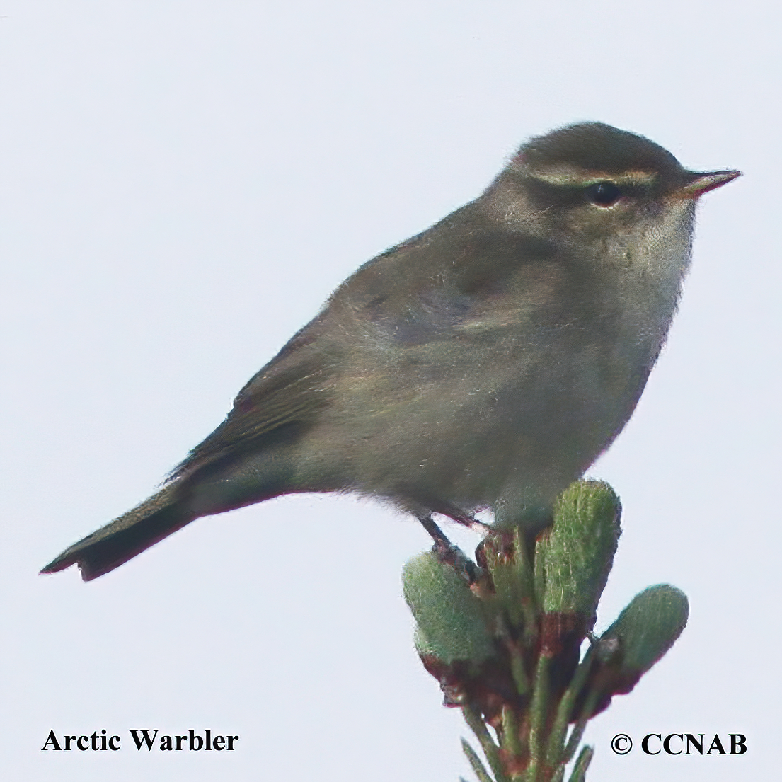 Arctic Warbler - North American Birds - Birds of North America