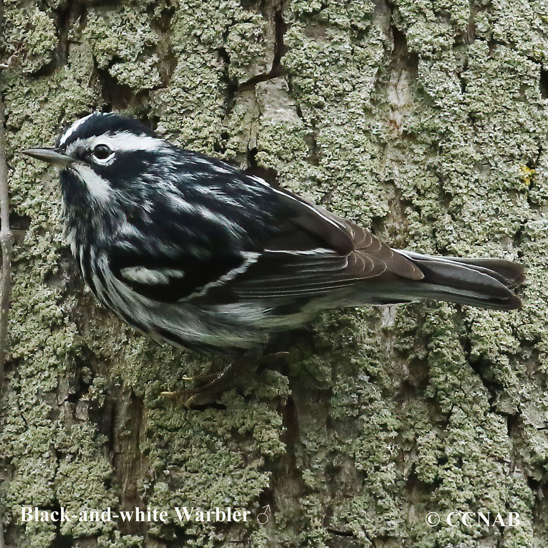 Black-and-white Warbler (Mniotilta varia) - North American Birds ...