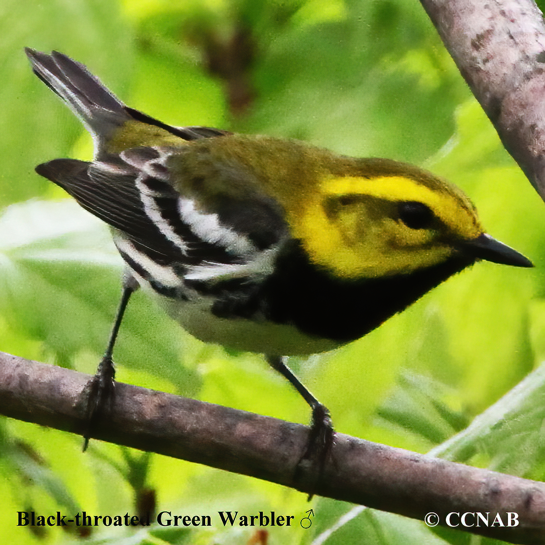 Black-throated Green Warbler (Setophaga virens) - North American Birds ...