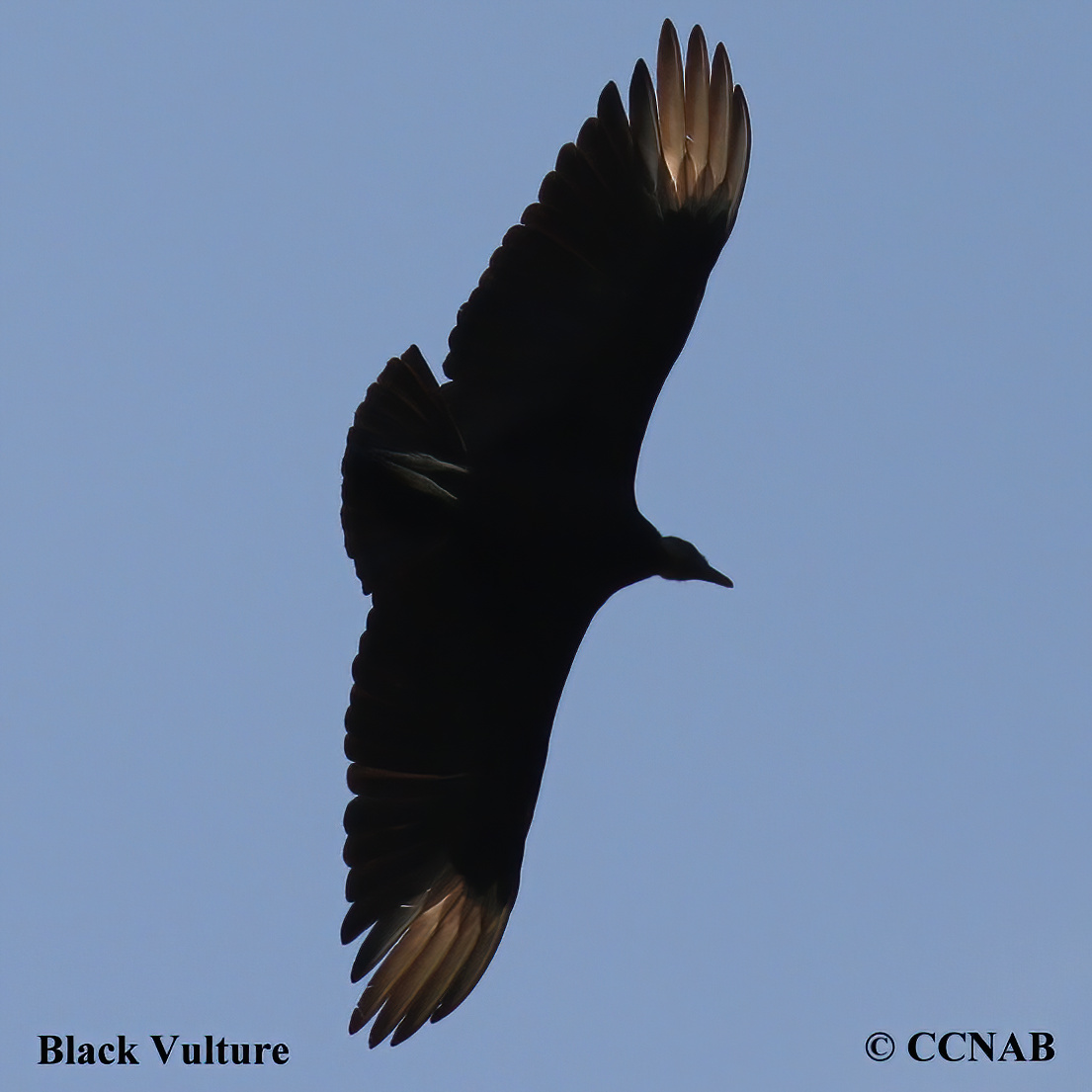 Black Vulture - North American Birds - Birds of North America