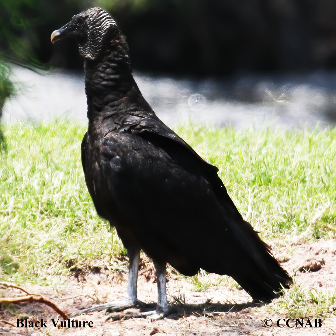 Black Vulture (Coragyps atratus) - North American Birds - Birds of ...