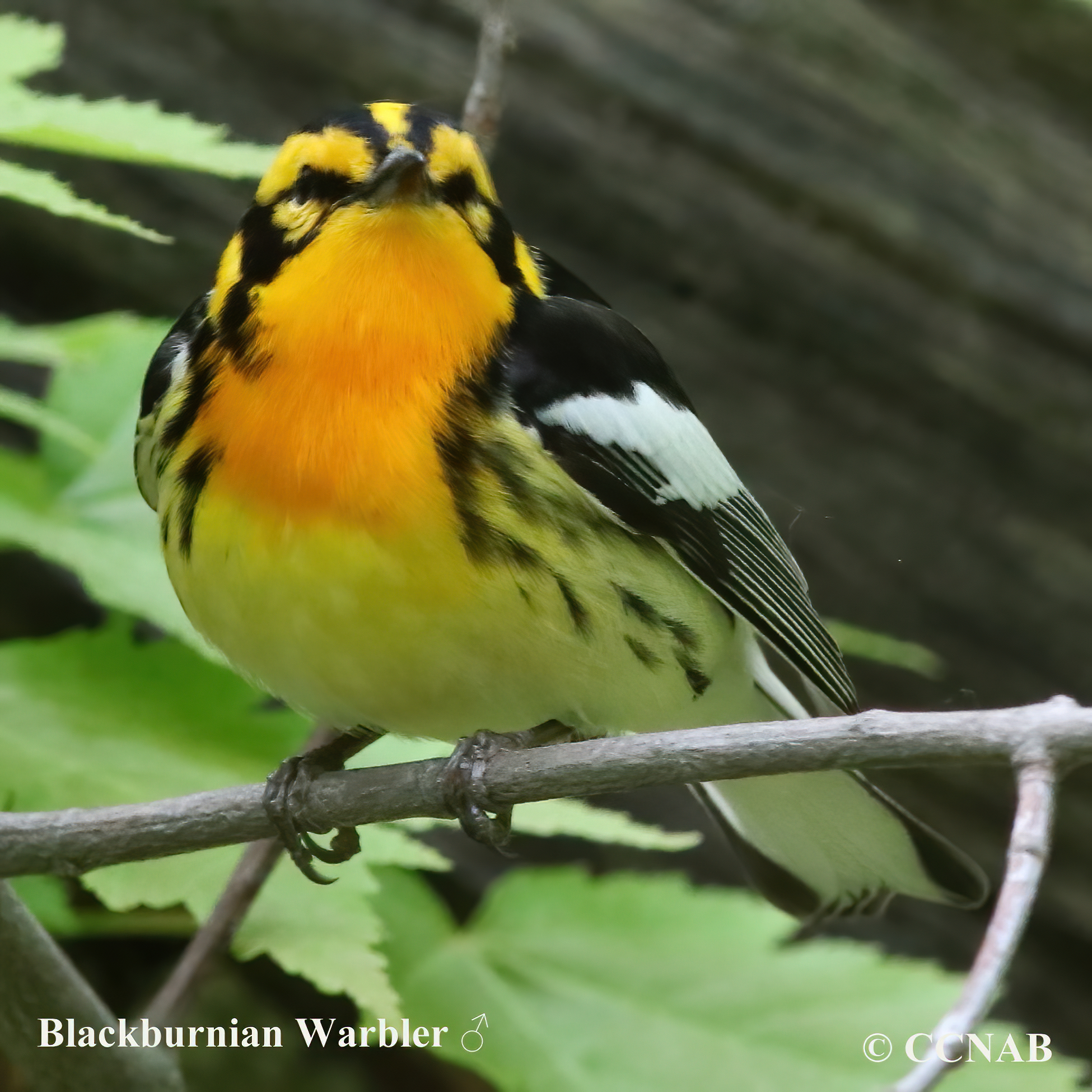 Blackburnian Warbler (Setophaga fusca) - North American Birds - Birds ...