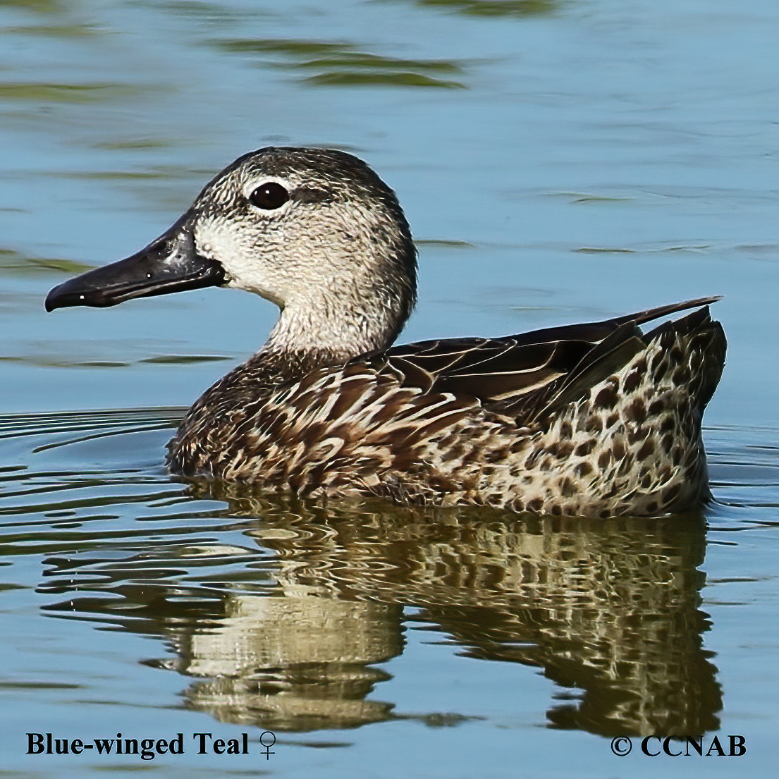 Blue-winged Teal (Anas discors) - North American Birds - Birds of North ...