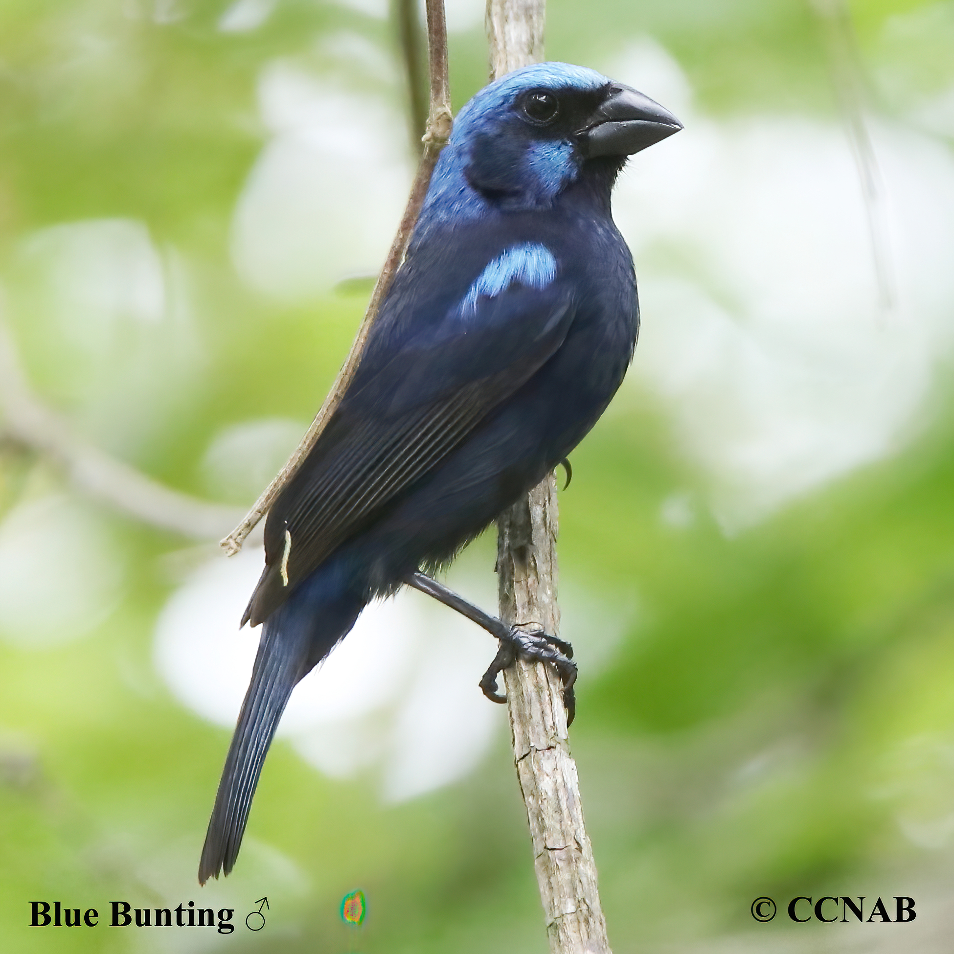 Blue Bunting (Cyanocompsa parellina) - North American Birds - Birds of ...