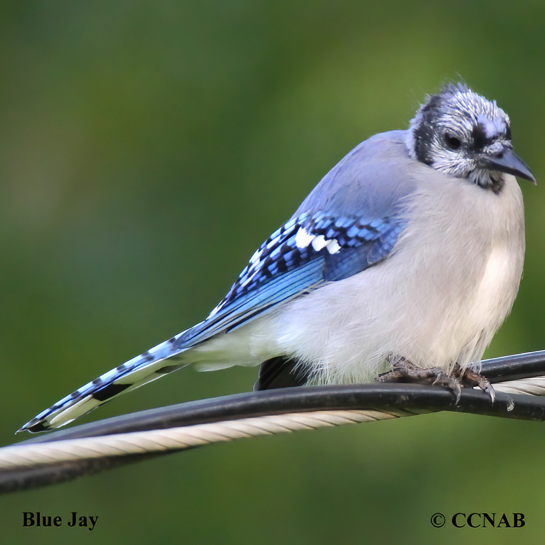 Blue Jay (Cyanocitta cristata) - North American Birds - Birds of North ...