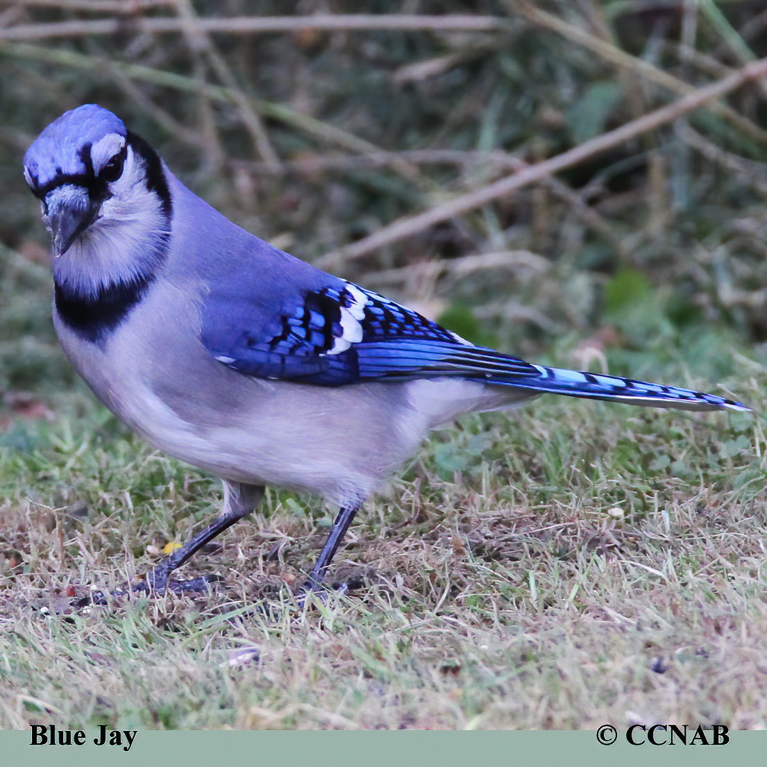Blue Jay (Cyanocitta cristata) - North American Birds - Birds of North ...