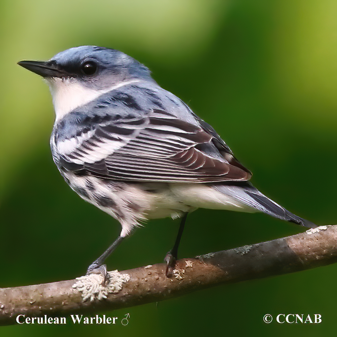 Cerulean Warbler (Setophaga cerulea) - North American Birds - Birds of North America