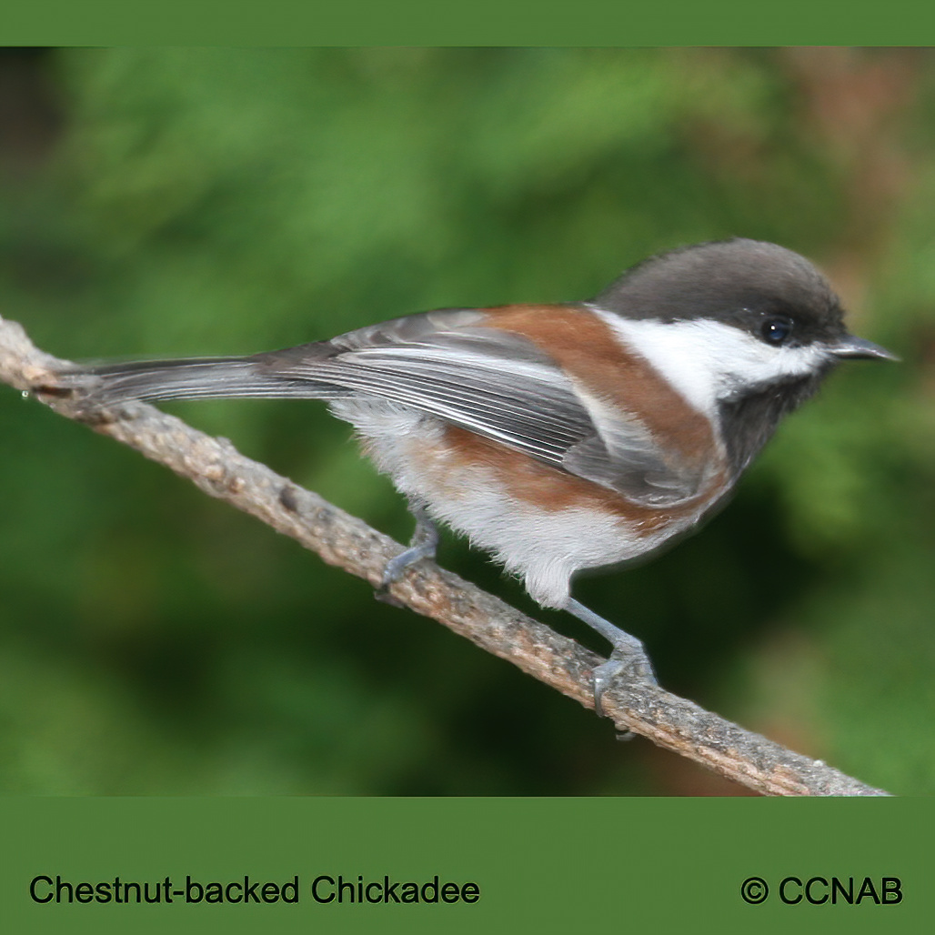 Chestnut-backed Chickadee (Poecile rufescens) - North American Birds ...