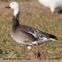 Geese - Goose - North American Birds - Birds of North America