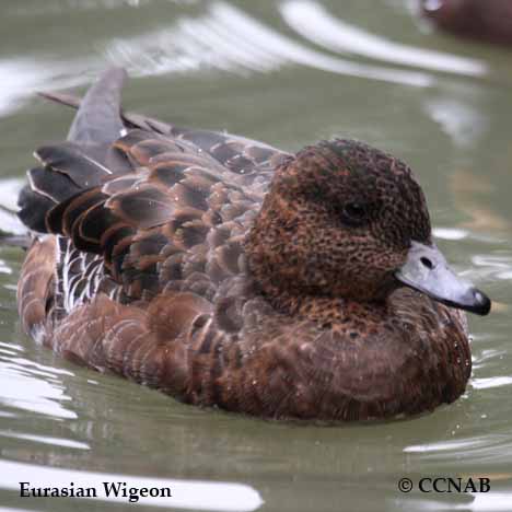Eurasian Wigeon | North American Birds | Birds of North America