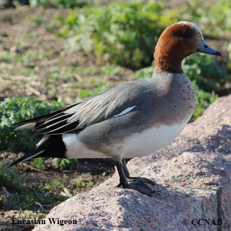 Eurasian Wigeon (Anas penelope) - North American Ducks - Birds of North ...
