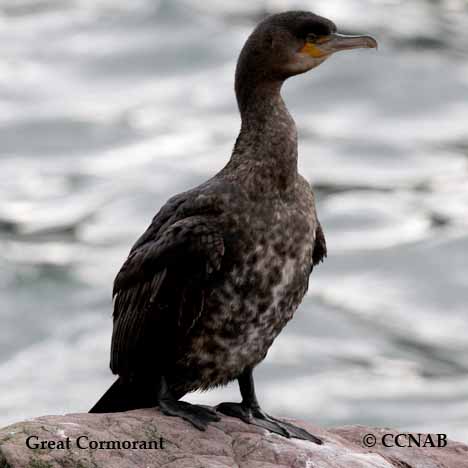 Great Cormorant - North American Birds - Birds of North America