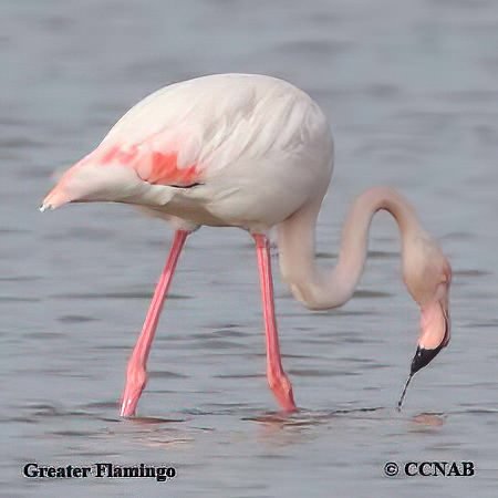Greater Flamingo - North American Birds - Birds of North America