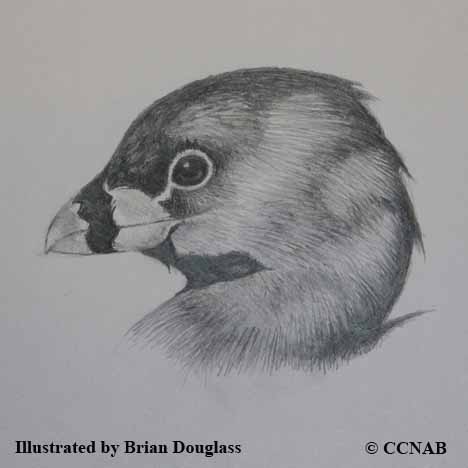 Grebes (Podicipedidae) - North American Birds - Birds of North America