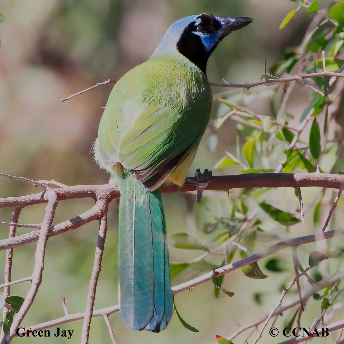Green Jay (Cyanocorax yncas) - North American Birds - Birds of North ...
