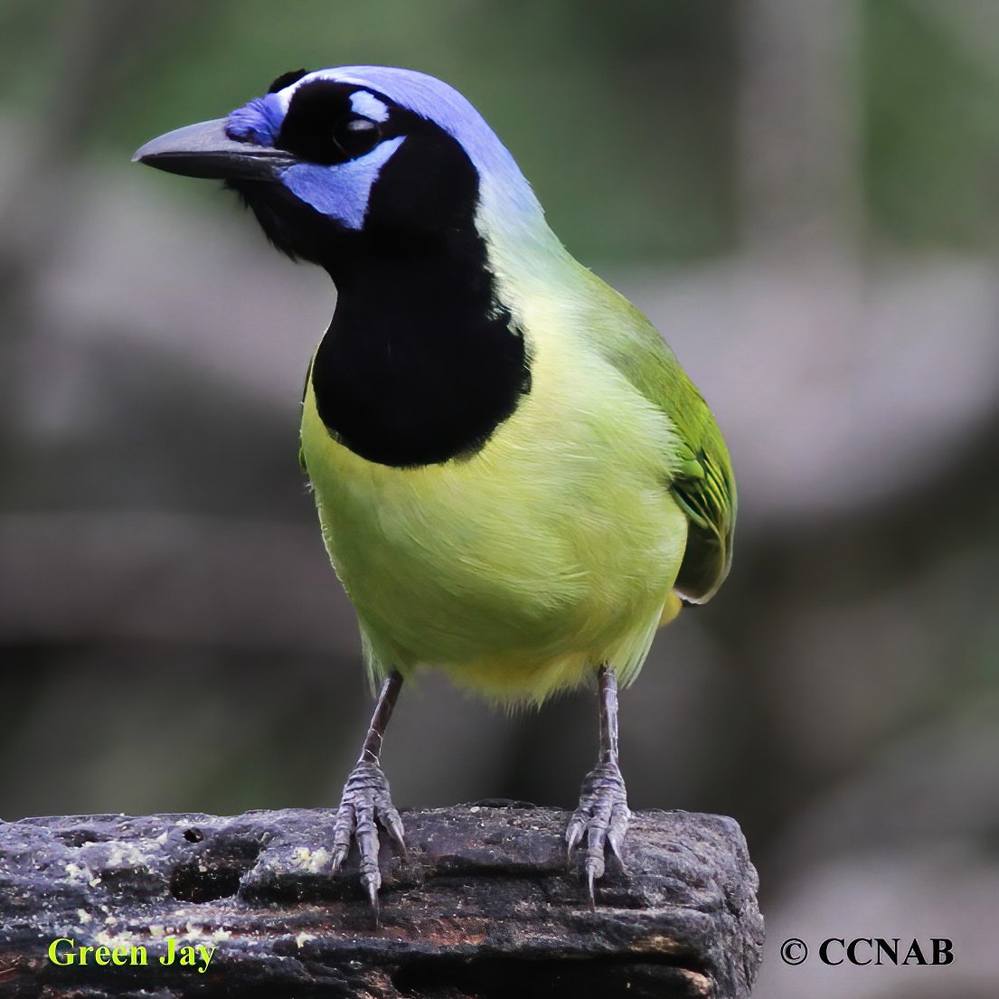Green Jay (Cyanocorax yncas) - North American Birds - Birds of North ...
