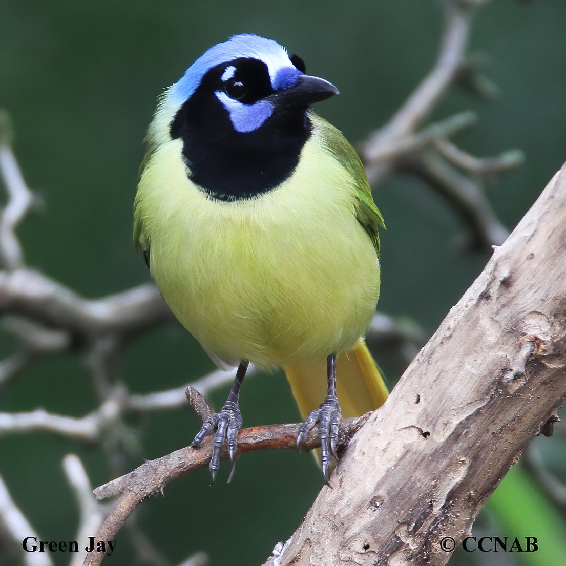 Green Jay (Cyanocorax yncas) - North American Birds - Birds of North ...