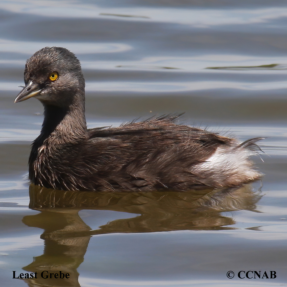 Least Grebe (Tachybaptus dominicus) - North American Birds - Birds of ...