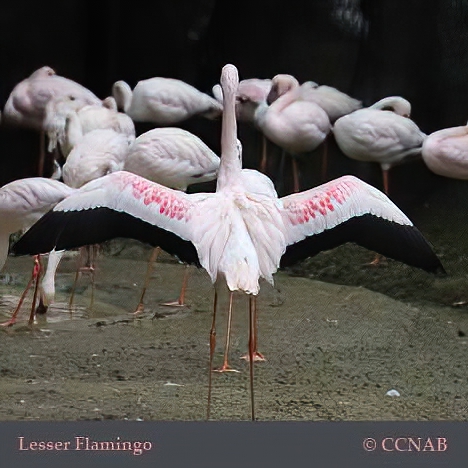 Lesser Flamingo (Phoenicopterus minor) - North American Birds - Birds ...
