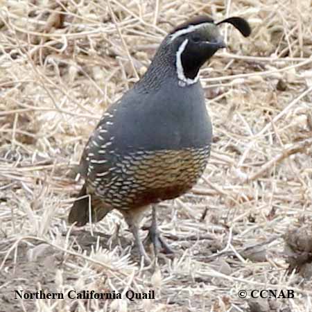Northern California Quail - North American Birds - Birds of North America