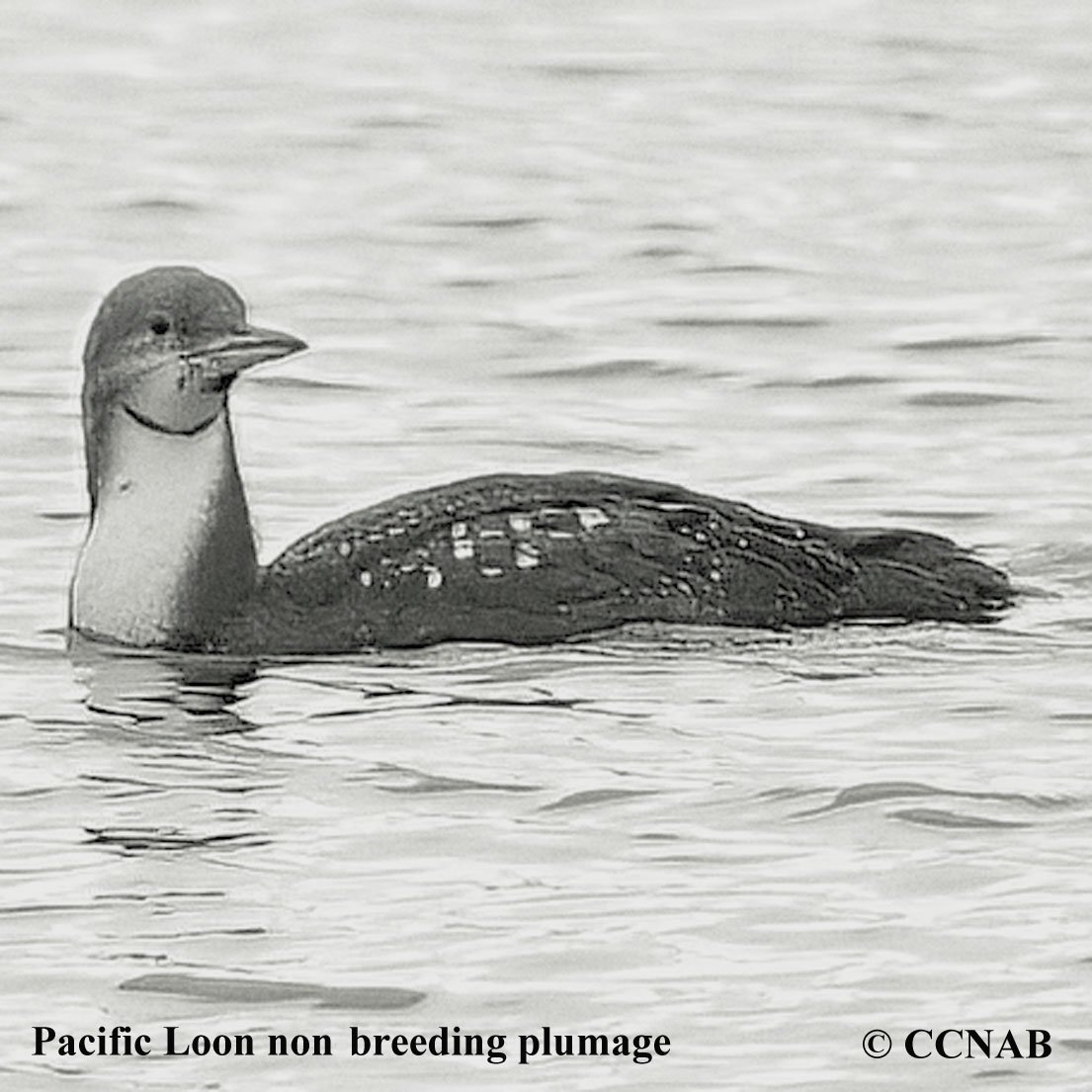 Pacific Loon (Gavia pacifica) - North American Loons - Birds of North ...