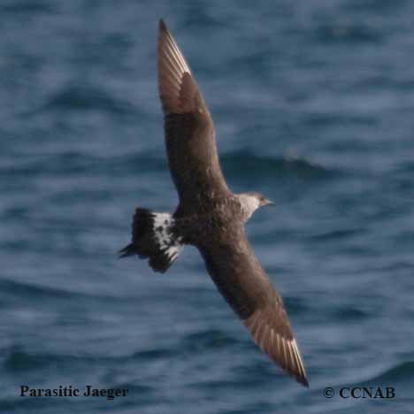Parasitic Jaeger (Stercorarius parasiticus)- North American Jaegers ...