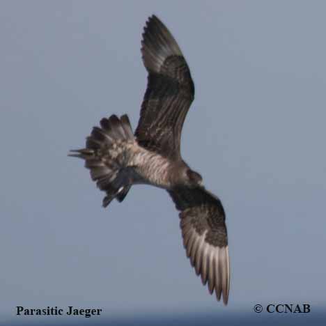 Parasitic Jaeger (Stercorarius parasiticus)- North American Jaegers ...