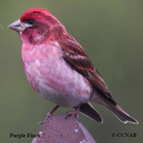 Purple Finch - North American Birds - Birds of North America